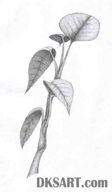 Artistic Pencil Drawing Of A Leaf Plant