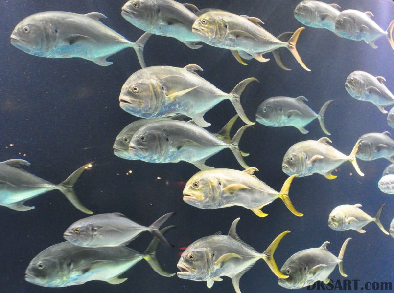 Georgia Aquarium Fish