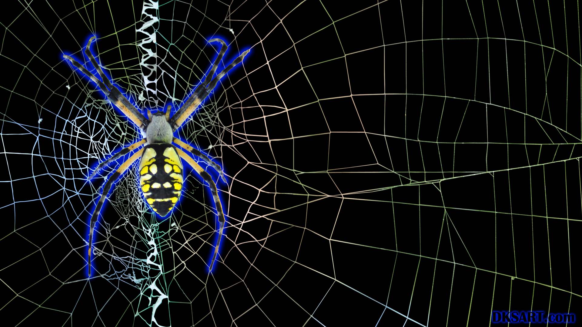 Spider Background