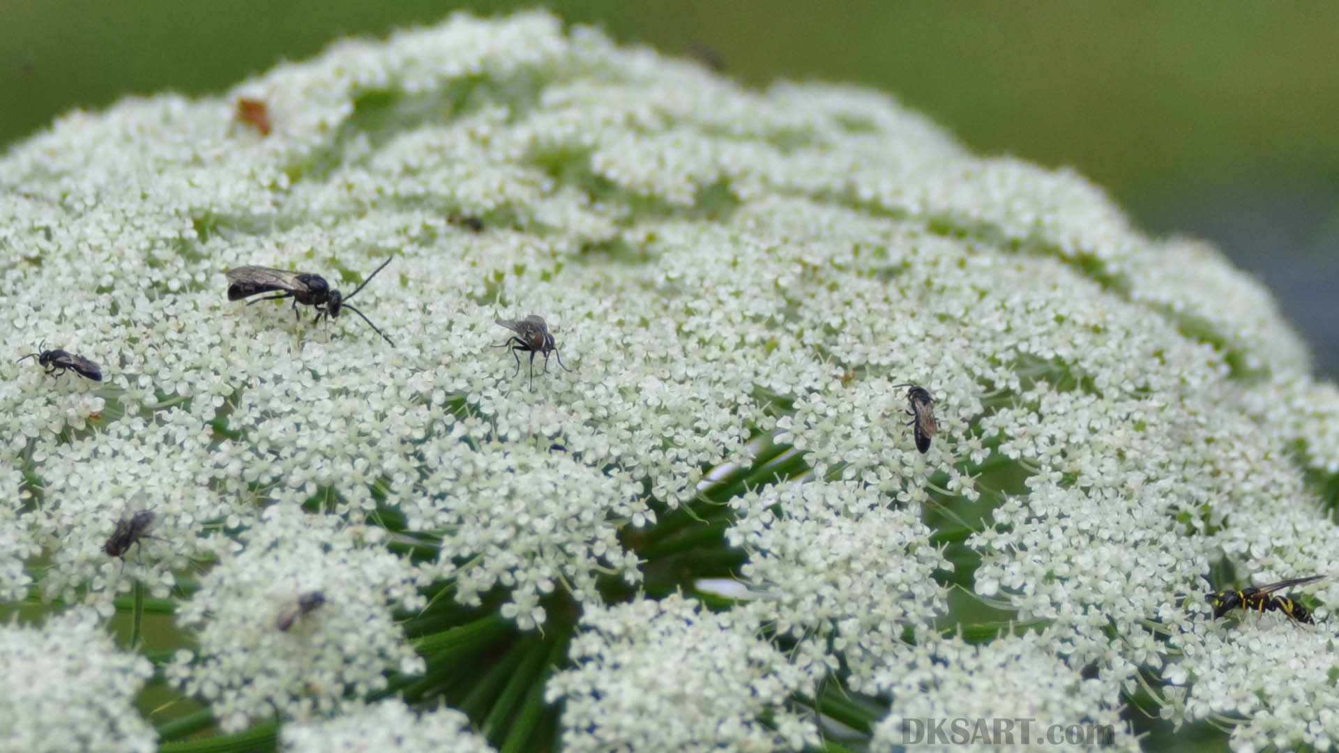 Flowering Carrots