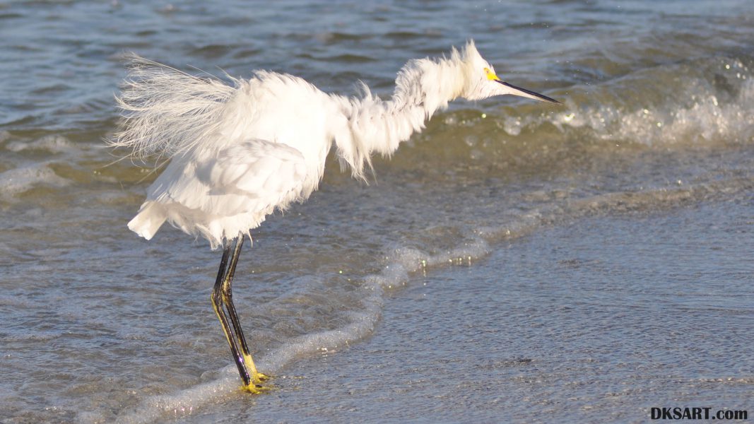 Shaking Bird Feathers