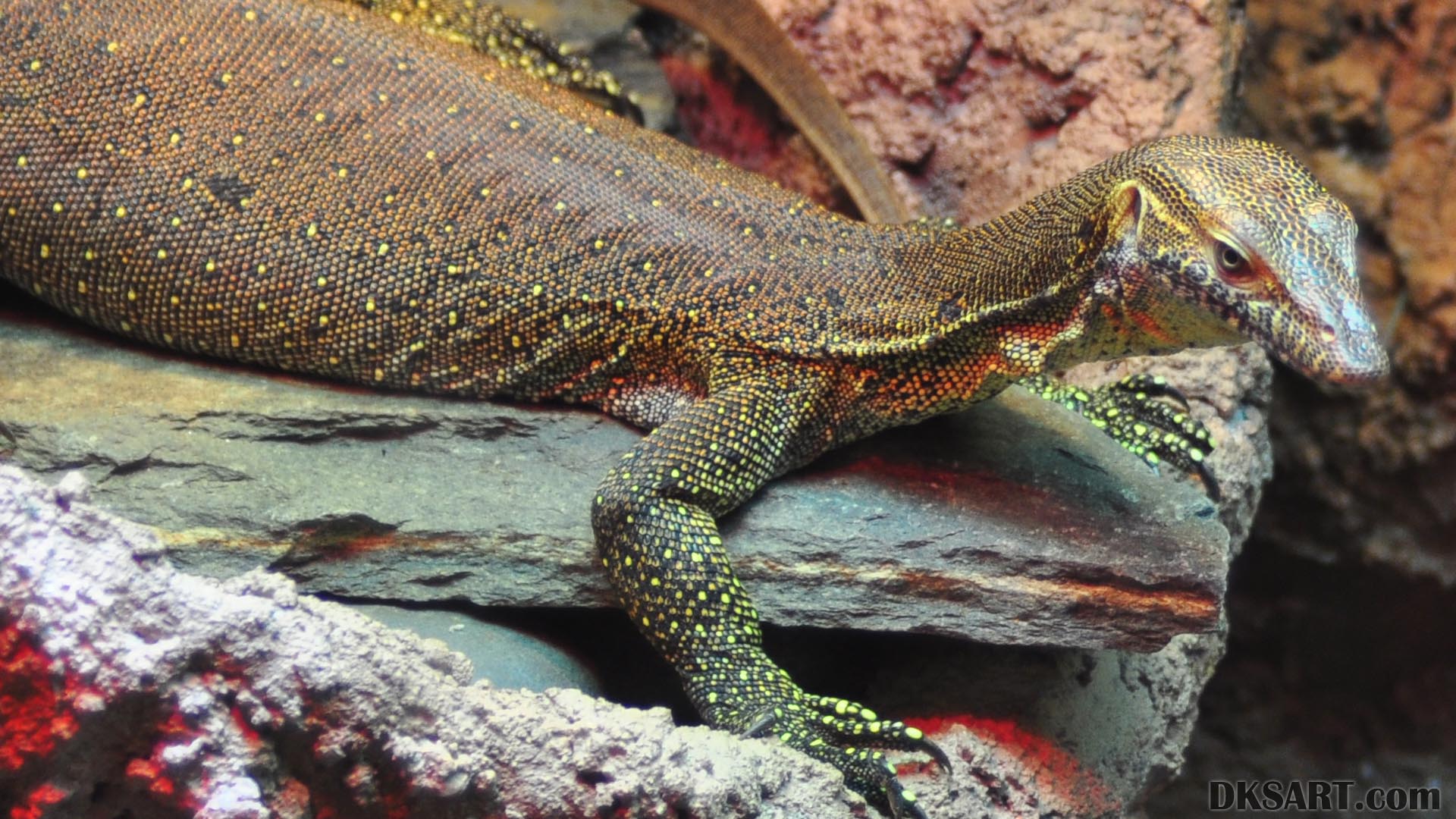 Mertens’ Water Monitor