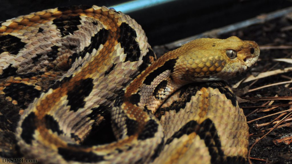 Timber Rattlesnake photography