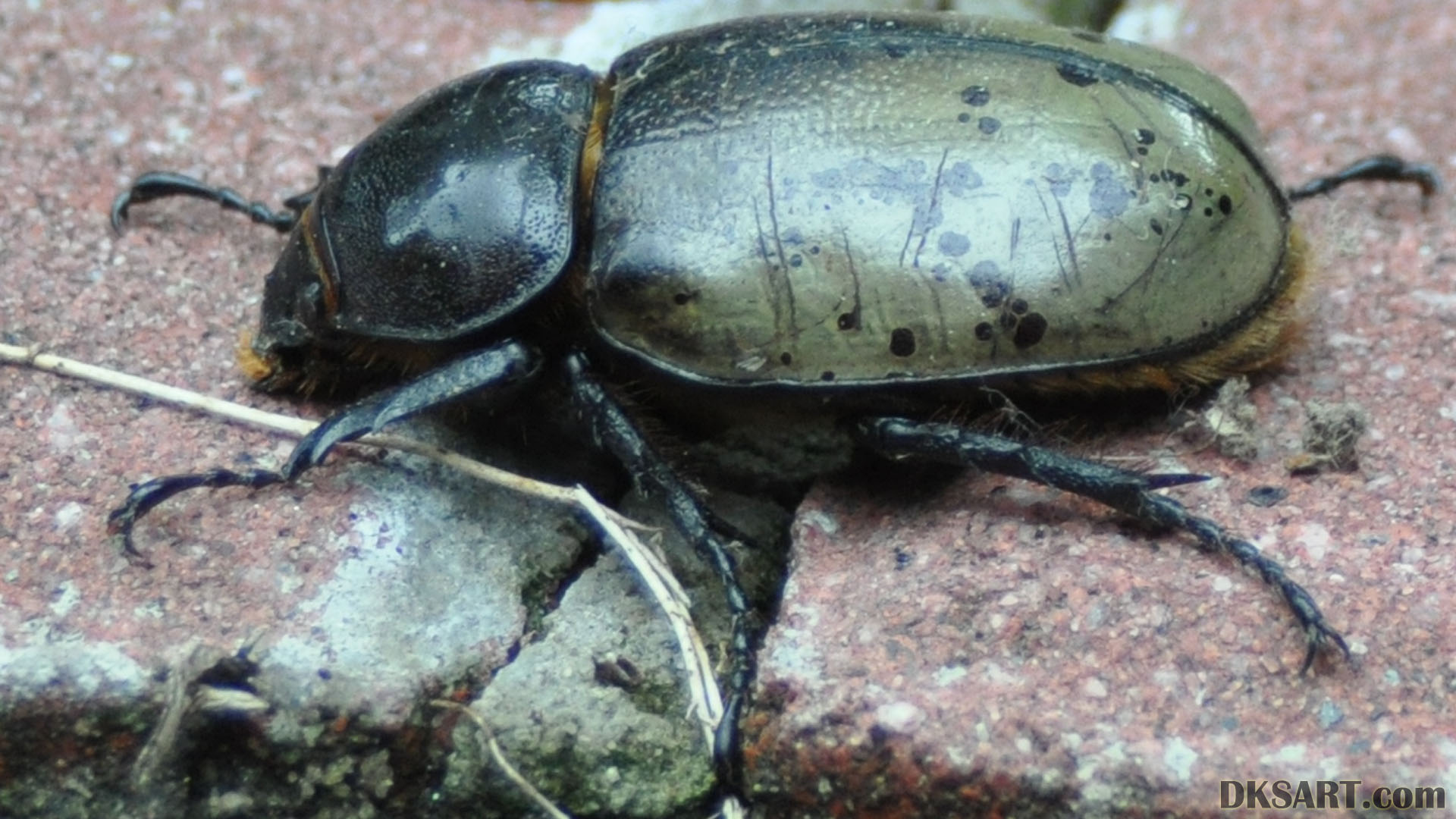Close up photograph of a Female Hercules Beetle