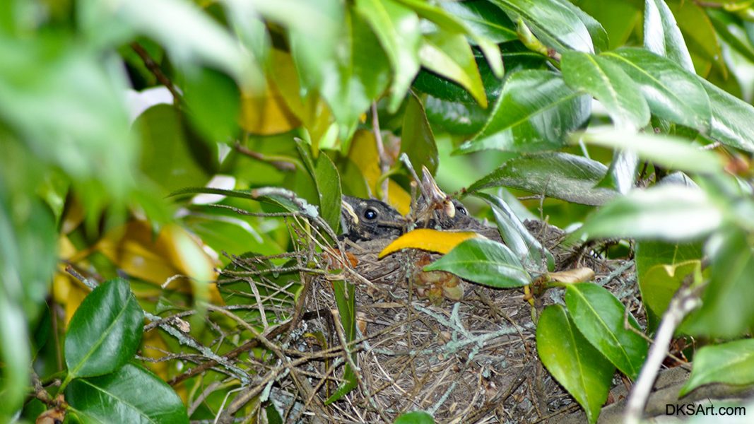 American Robin Nest