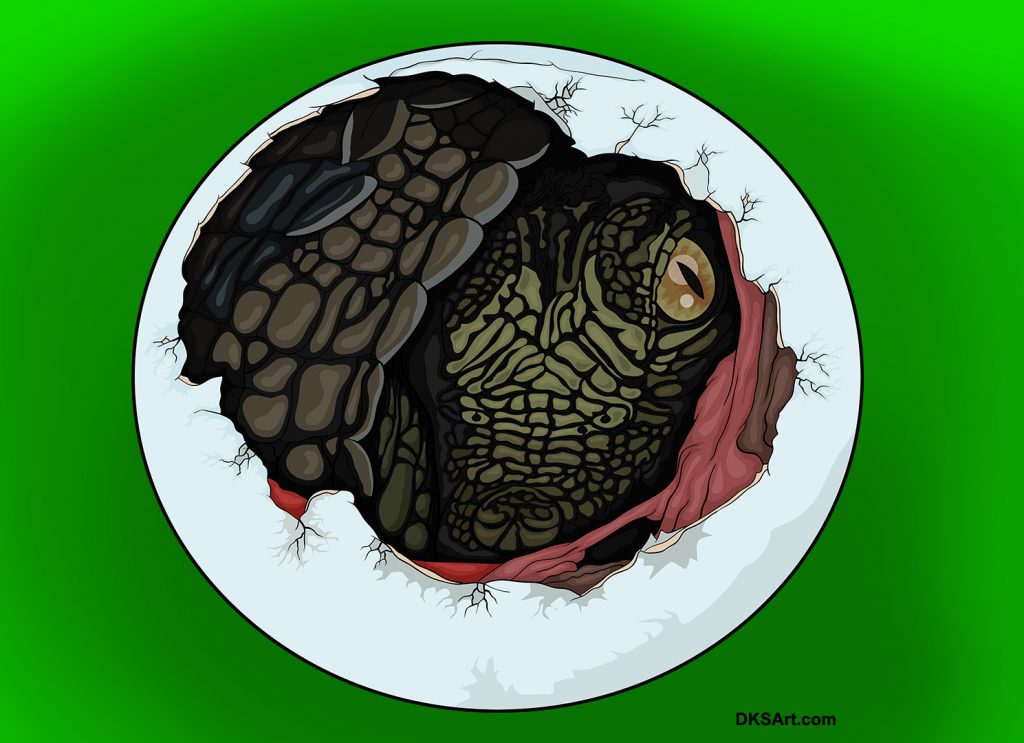 Alligator Hatching From An Egg