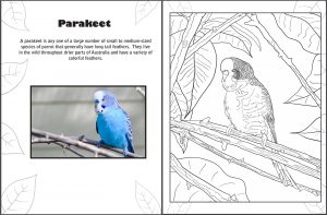 A Day With Animals At The Zoo Coloring Book