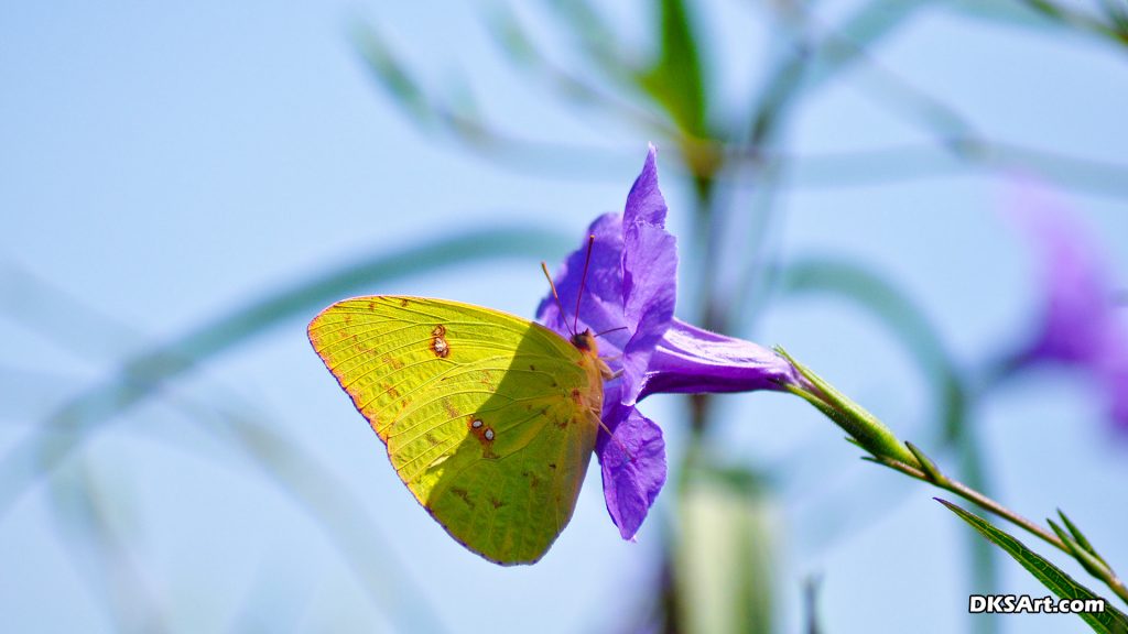 Yellow Butterfly Sitting On A Blue Mexican Petunia Flower