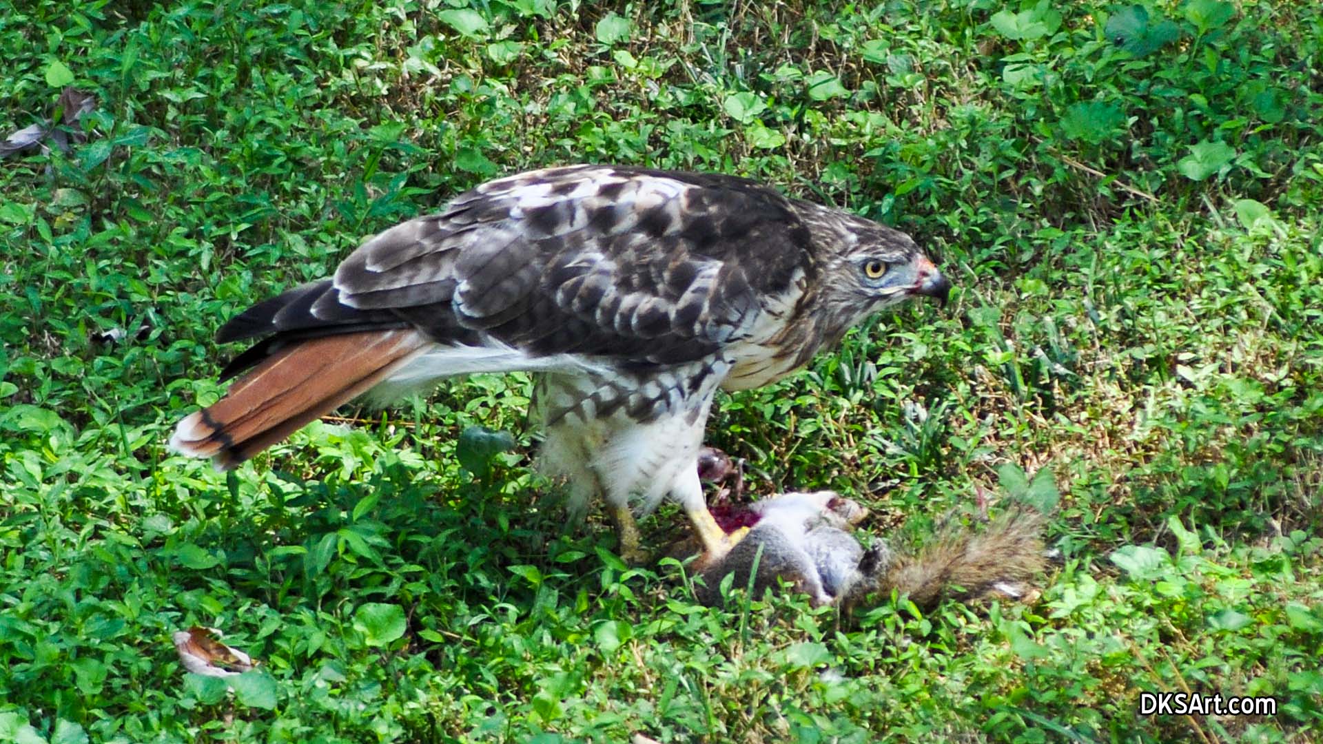 Red Tailed Hawk Eating A Squirrel Next To A Tree In Backyard