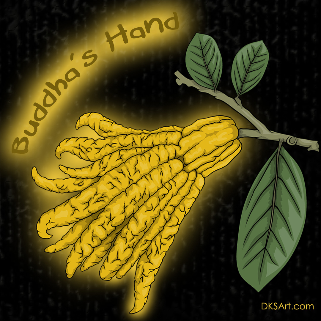 Buddha's Hand Fruit Digital Illustration For Coloring Book
